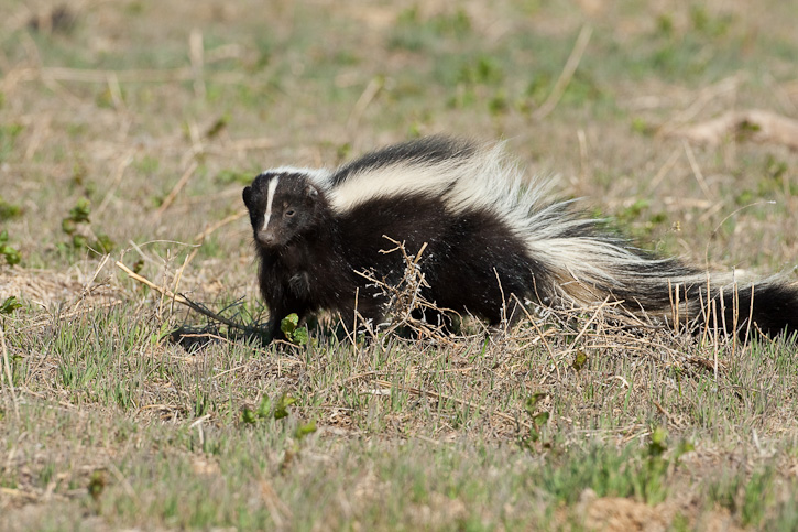 Striped Skunk (Mephitis mephitis)