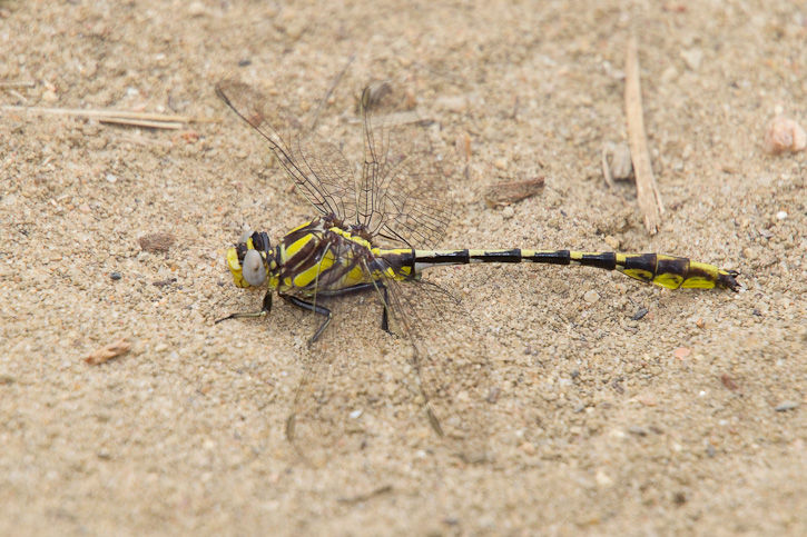 Sulphur-tipped Clubtail (Gomphus militaris)