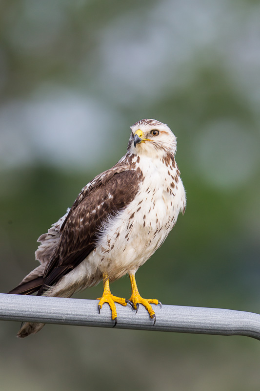 Swainson's Hawk (Buteo swainsoni)