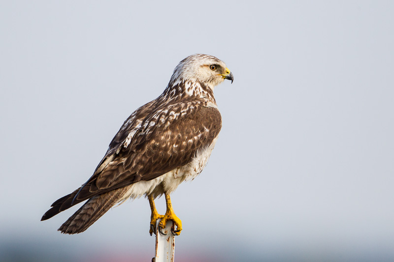 Swainson's Hawk (Buteo swainsoni)