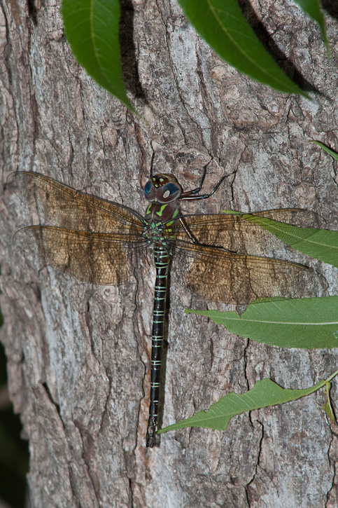 Swamp Darner (Epiaeschna heros)