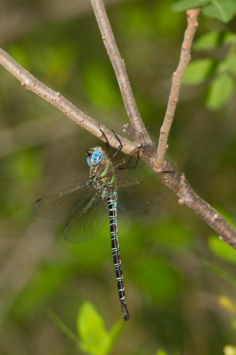 Swamp Darner (Epiaeschna heros)