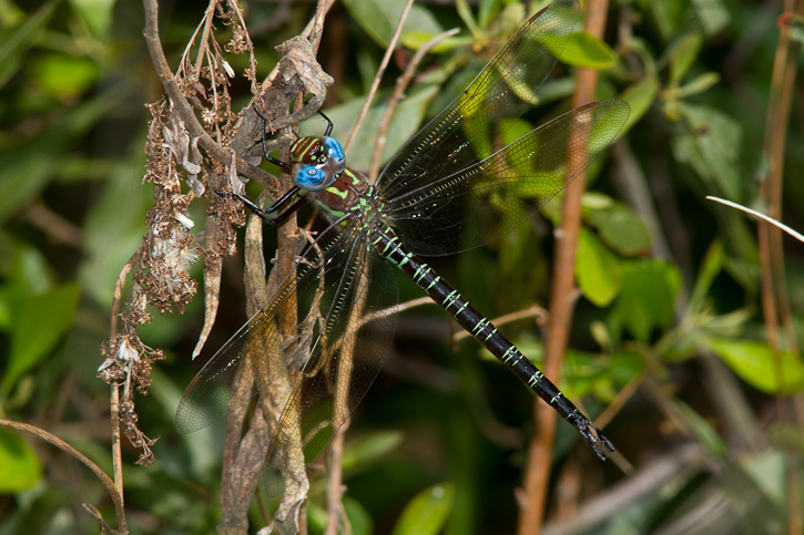 Swamp Darner (Epiaeschna heros)