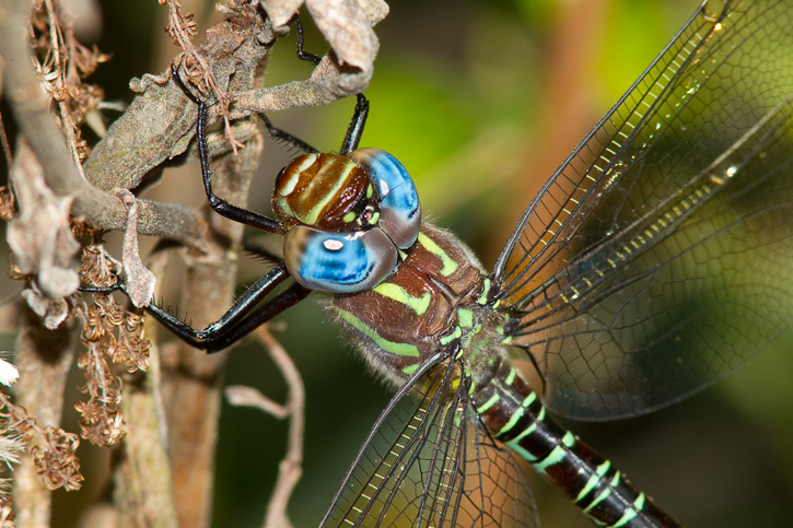 Swamp Darner (Epiaeschna heros)