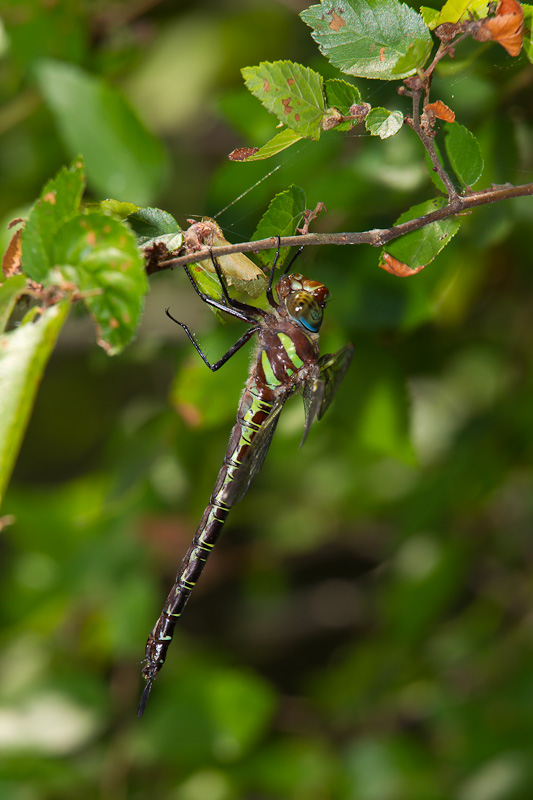 Swamp Darner (Epiaeschna heros)