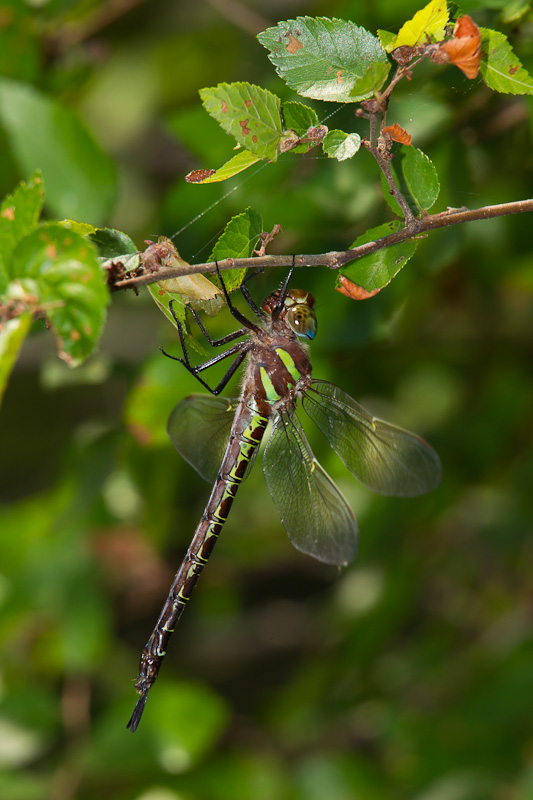 Swamp Darner (Epiaeschna heros)