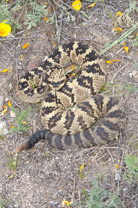 Black-tailed Rattlesnake (Crotalus molossus)