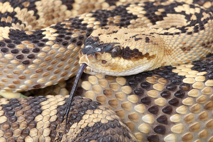 Black-tailed Rattlesnake (Crotalus molossus)