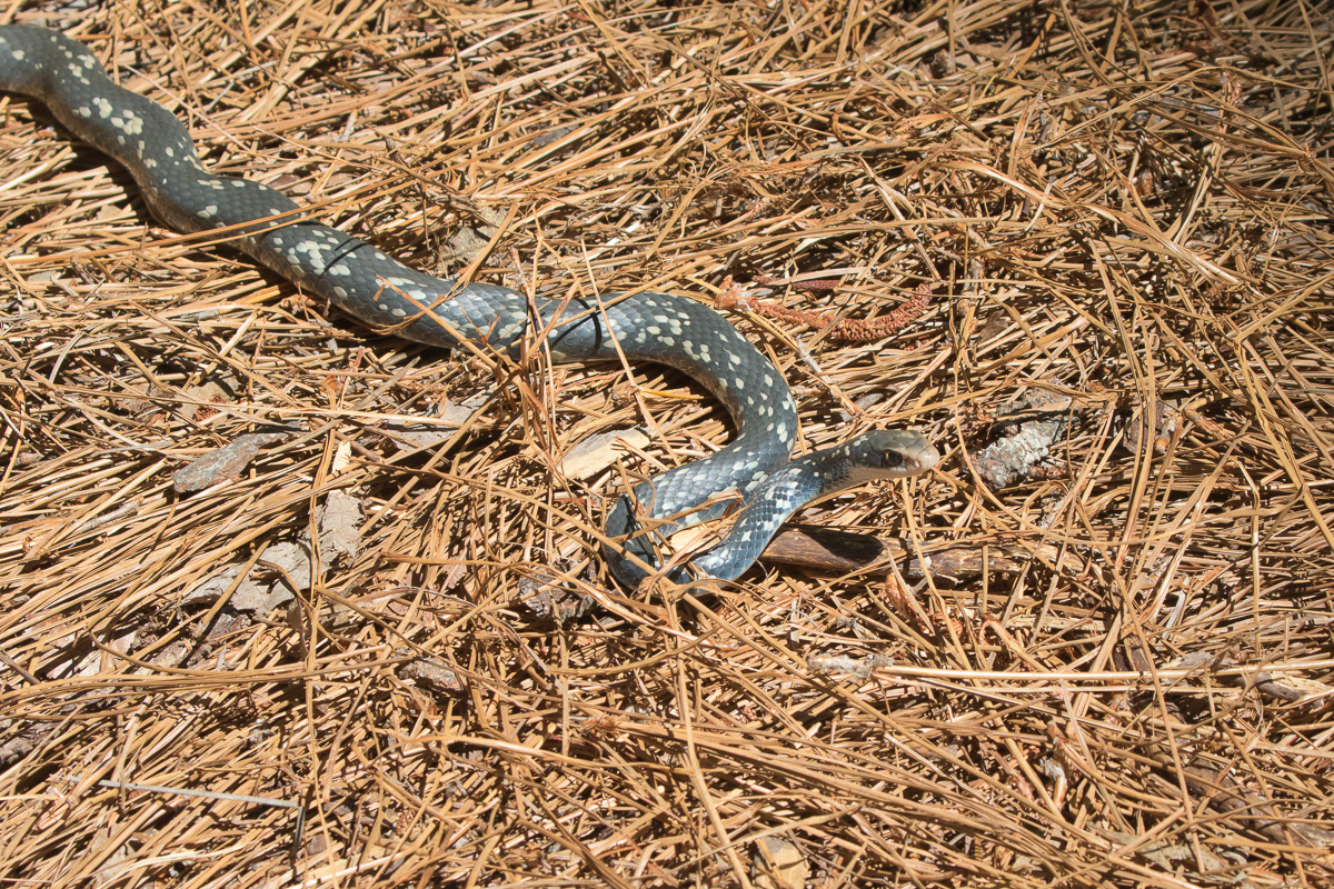 Buttermilk Racer (Coluber constrictor ssp. anthicus)