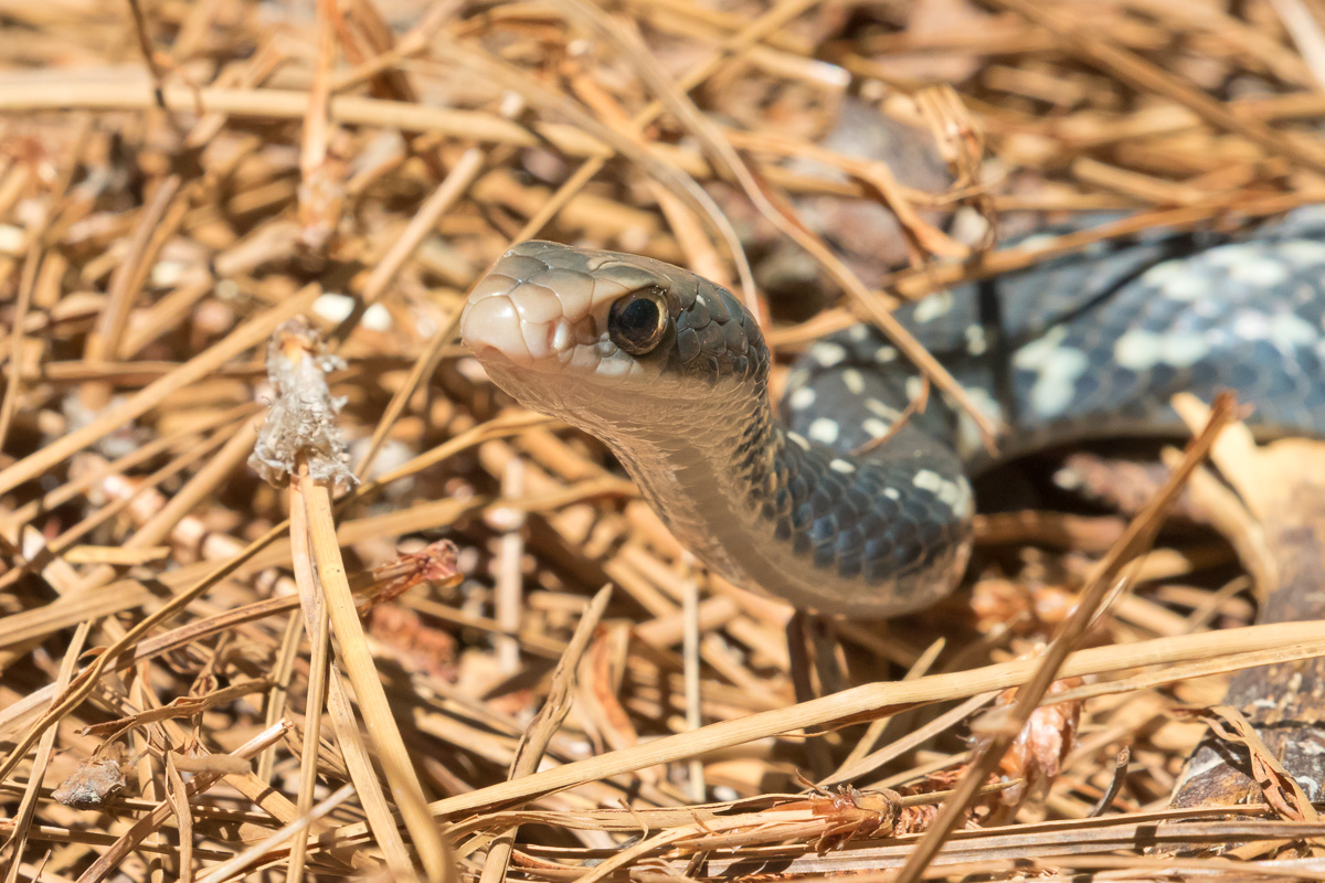 Buttermilk Racer (Coluber constrictor ssp. anthicus)