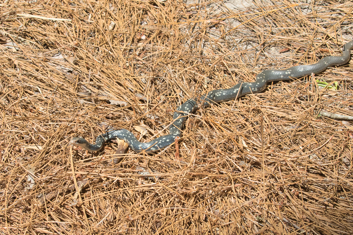 Buttermilk Racer (Coluber constrictor ssp. anthicus)
