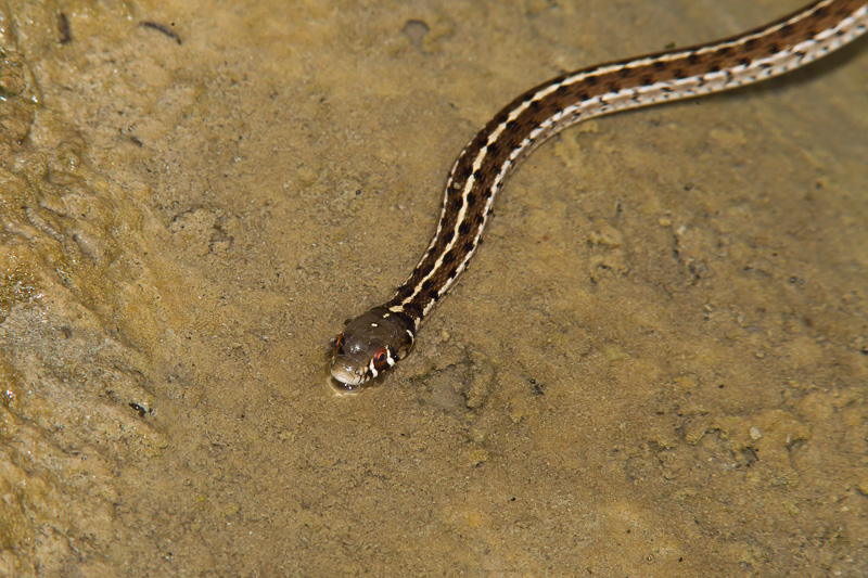 Checkered Garter Snake (Thamnophis marcianus)