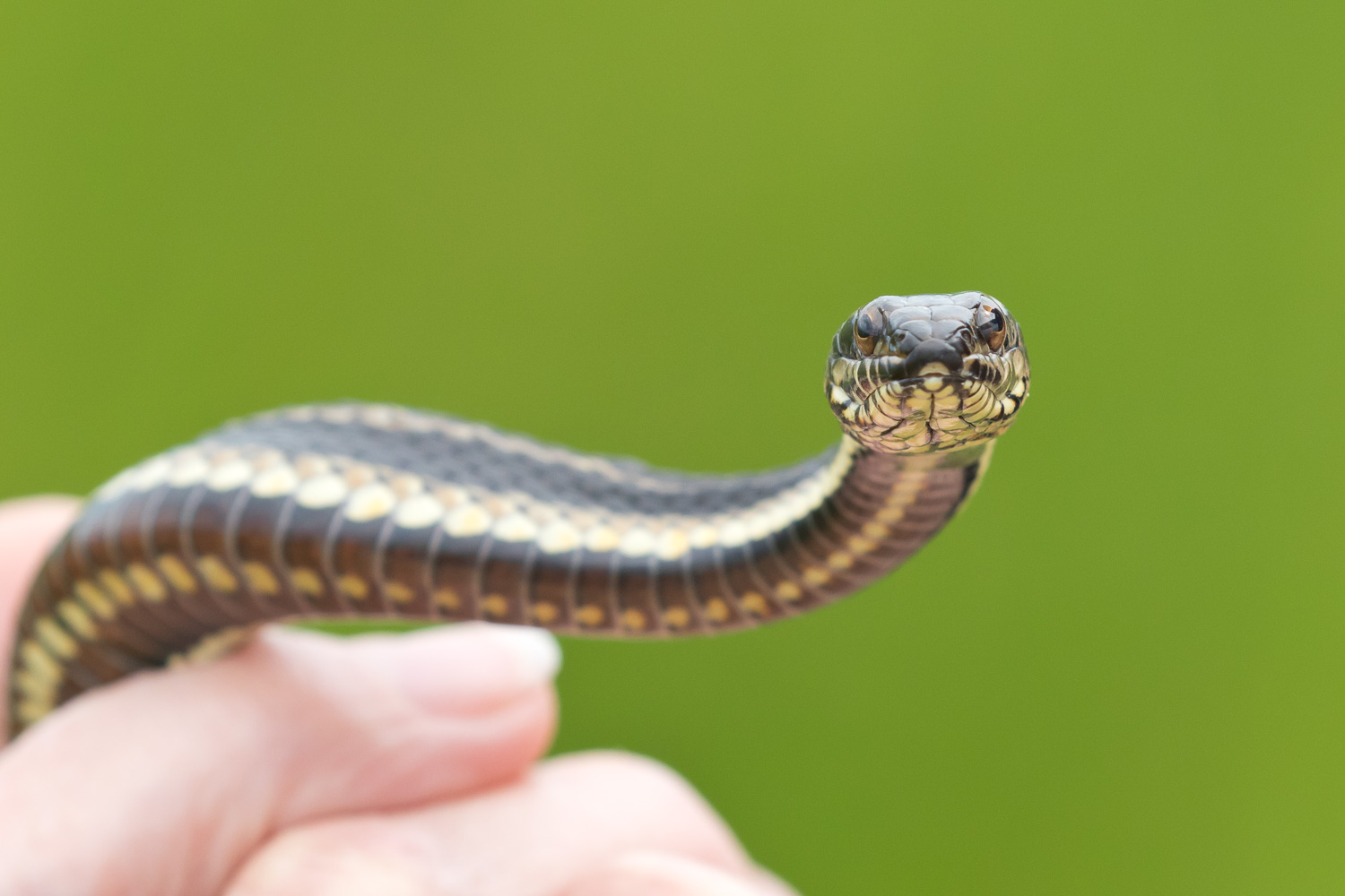 Gulf Salt Marsh Snake (Nerodia clarkii ssp. clarkii)