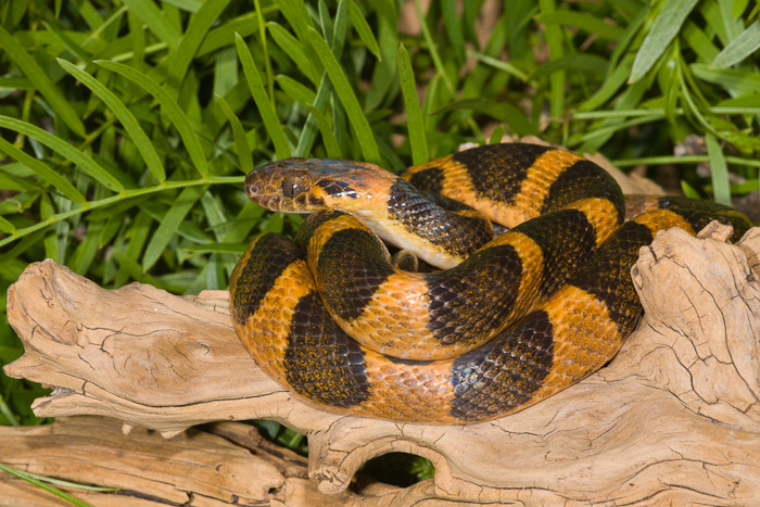 Northern Cat-eyed Snake (Leptodeira septentriomalis)