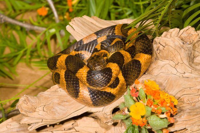 Northern Cat-eyed Snake (Leptodeira septentriomalis)