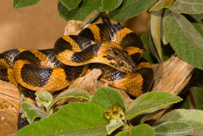 Northern Cat-eyed Snake (Leptodeira septentriomalis)