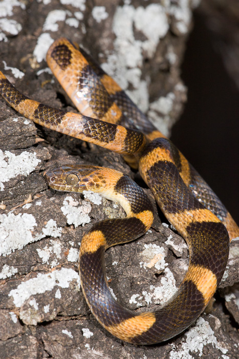 Northern Cat-eyed Snake (Leptodeira septentriomalis)