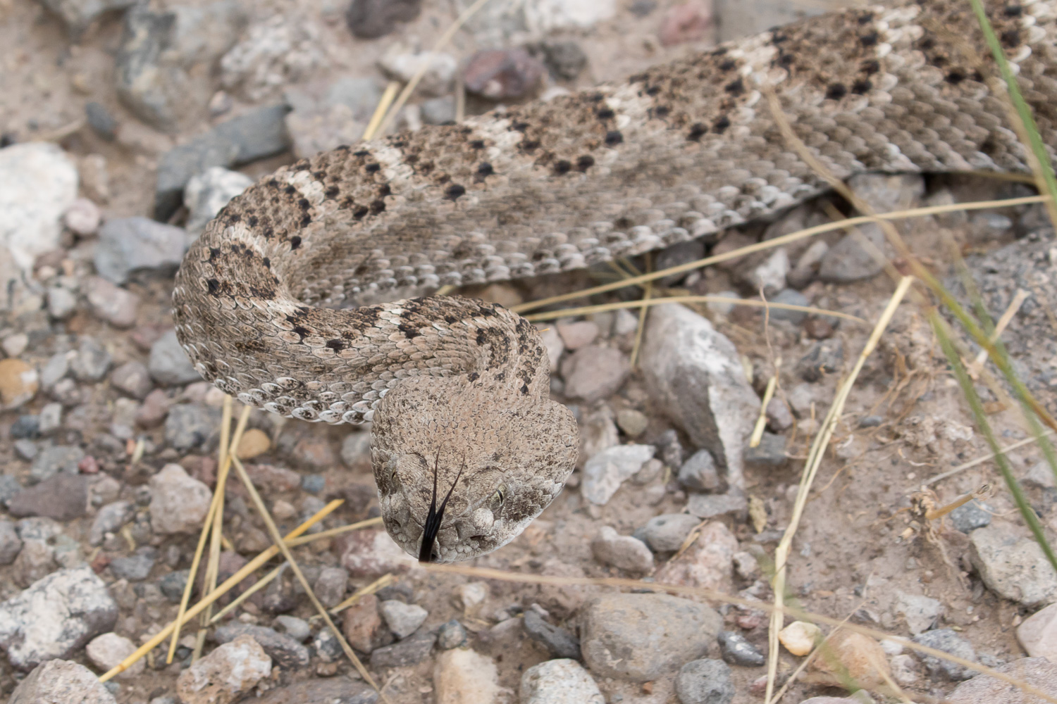 Western Diamondbacked Rattlesnake (Crotalus atrox)