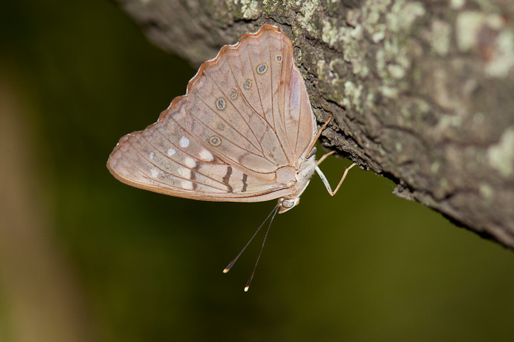 Tawny Emperor (Asterocampa clyton)
