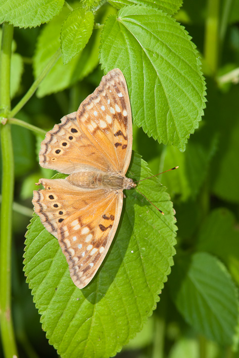Tawny Emperor (Asterocampa clyton)