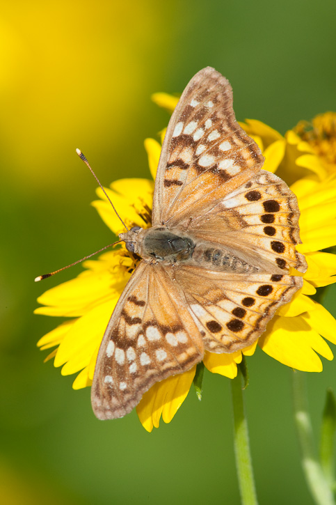 Tawny Emperor (Asterocampa clyton)