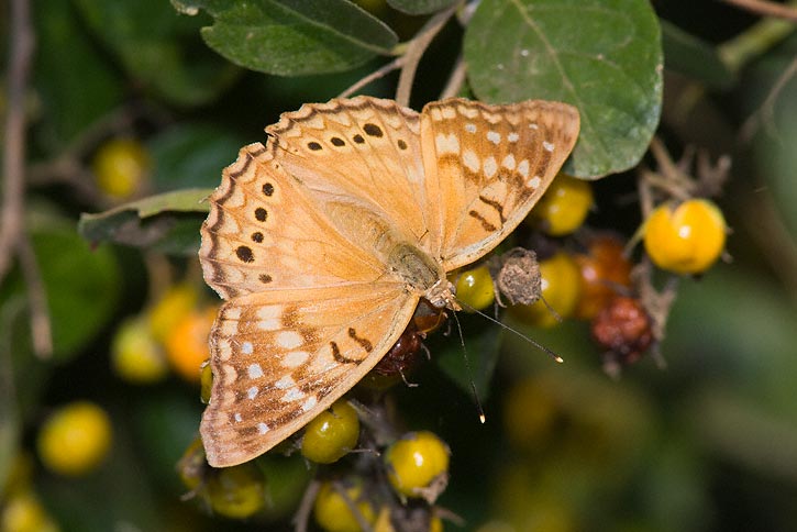 Tawny Emperor (Asterocampa clyton)
