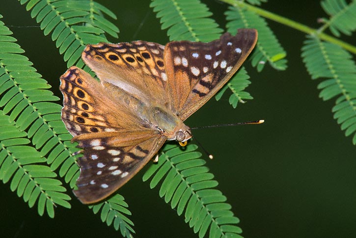 Tawny Emperor (Asterocampa clyton)