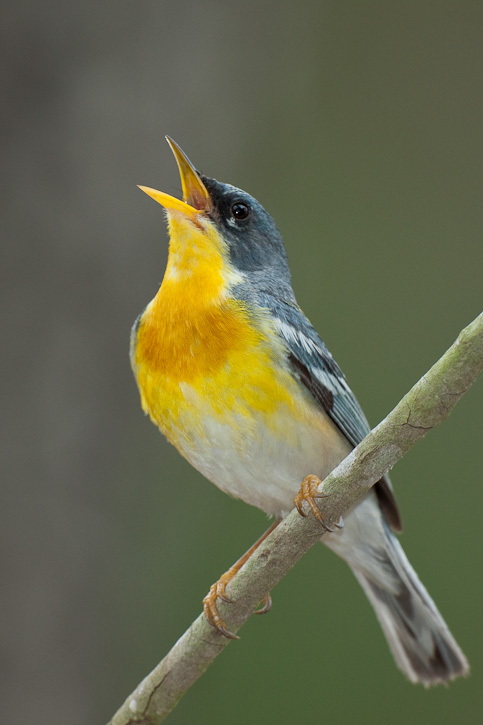 Tropical Parula (Setophaga pitiayumi)
