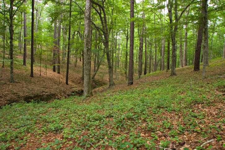 Sabine National Forest; east Texas mixed pine and hardwood forest