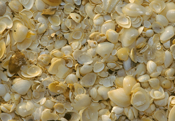 Best Beach For Shells In Texas at Mark Cristobal blog