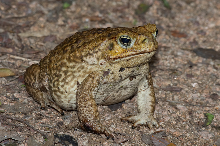 Giant Toad (Rhinella marinus) AKA Marine Toad, Cane Toad, Giant ...
