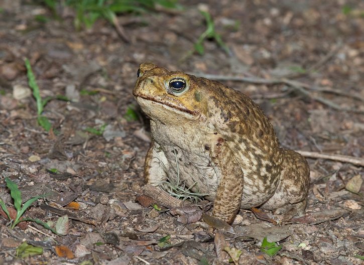 Giant Toad (Rhinella marinus) AKA Marine Toad, Cane Toad, Giant ...
