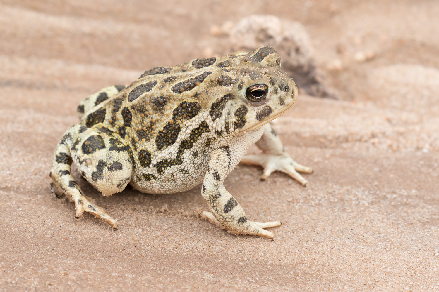 Great Plains Toad (Anaxyrus cognatus)