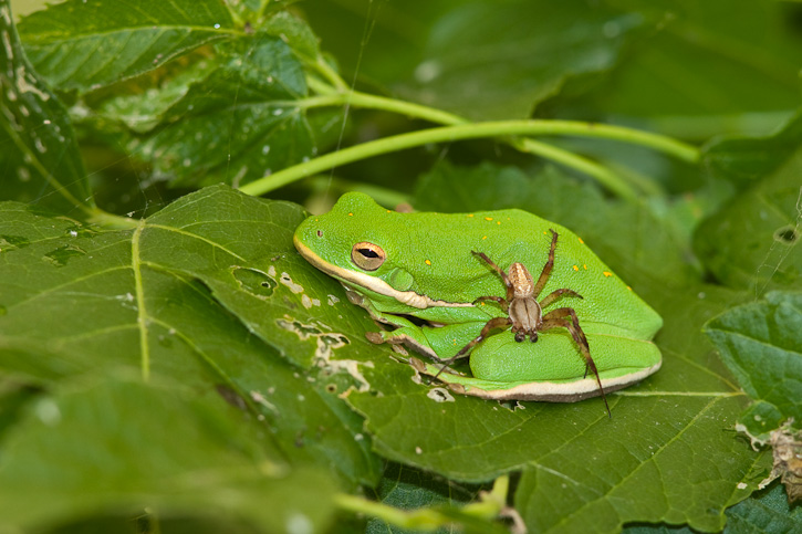 Green Treefrog (Hyla cinerea)