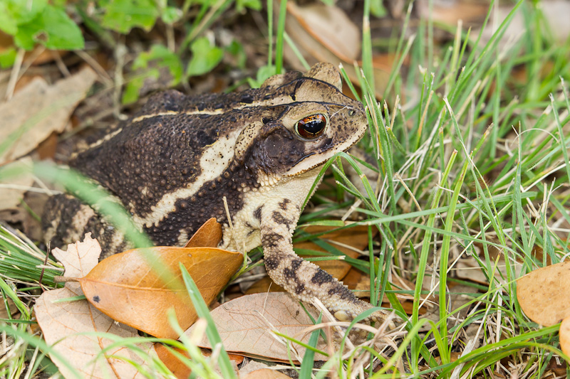 Gulf Coast Toad (Incilius nebulifer)