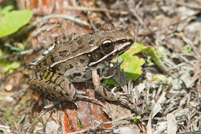 Southern Leopard Frog (Lithobates sphenocephalus)