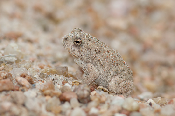 Woodhouse's Toad (Anaxyrus woodhousii) AKA Bufo woodhousii AKA Common Toad