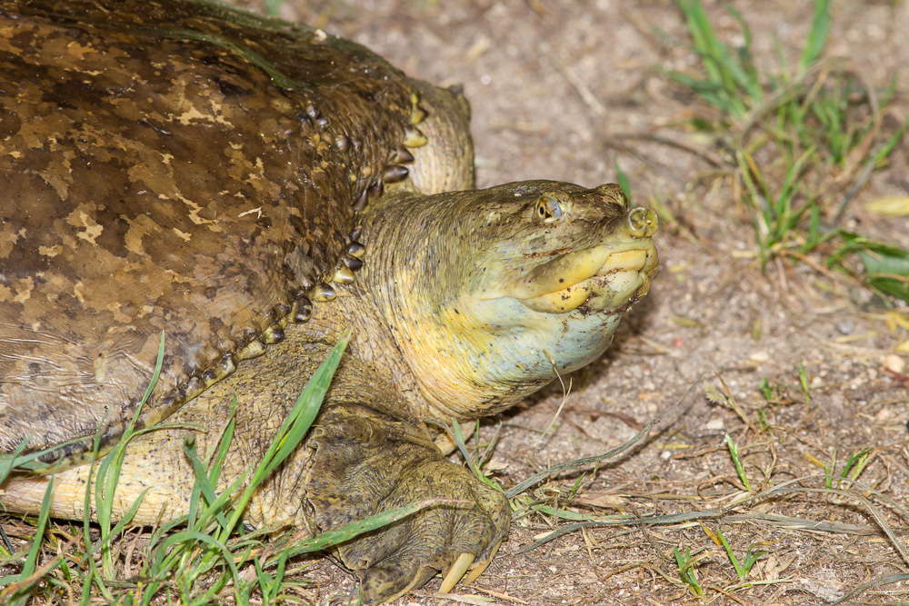 Spiny Softshell Turtle (Apalone spinifera)