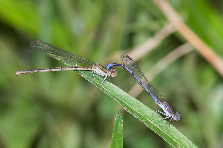 Variable Dancer (Argia fumipennis)