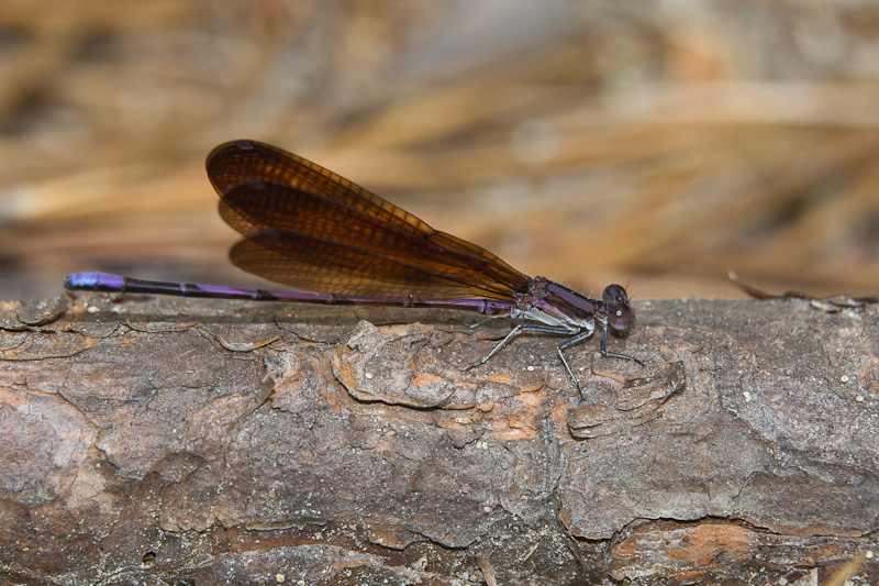 Variable Dancer (Argia fumipennis)