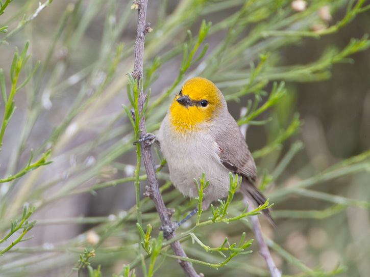 Verdin (Auriparus flaviceps)