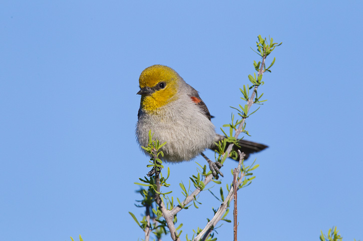 Verdin (Auriparus flaviceps)