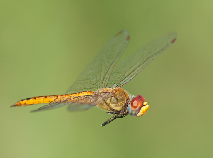 Wandering Glider Facts at Johnny Will blog