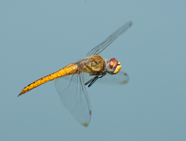 Wandering Glider Facts at Johnny Will blog