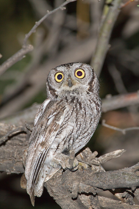 Western Screech-Owl (Otus kennicottii)