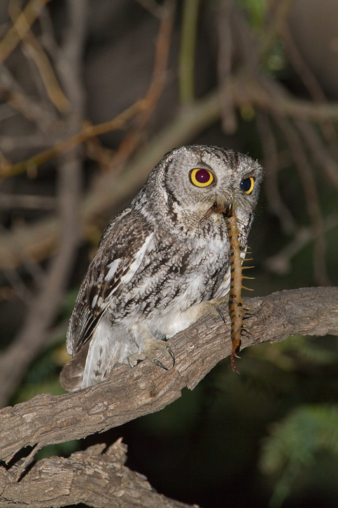 Western Screech-Owl (Otus kennicottii)