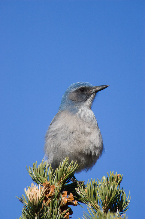 Western Scrub-Jay (Aphelocoma californica)