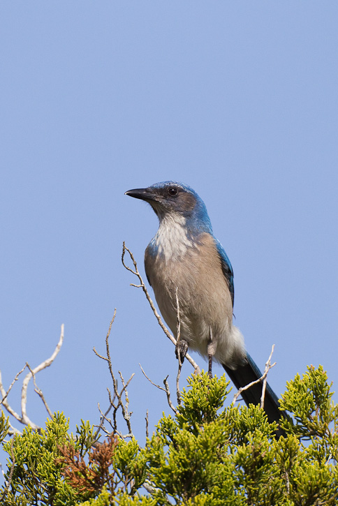 Western Scrub-Jay (Aphelocoma californica)