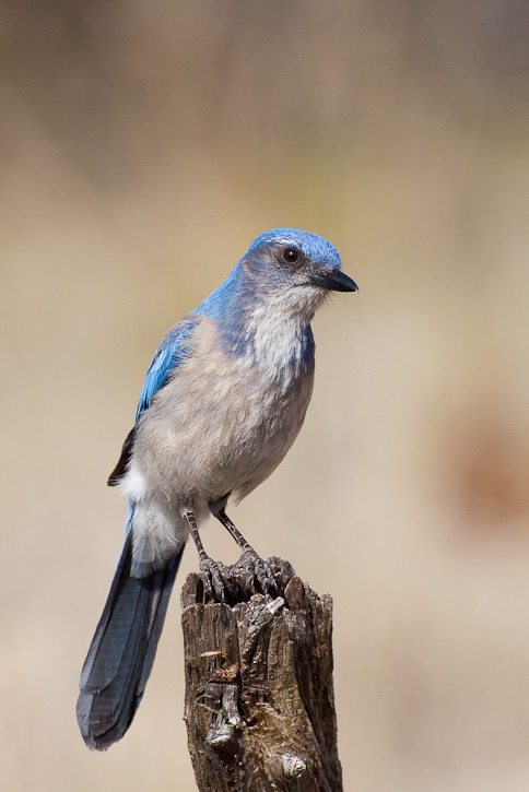 Western Scrub-Jay (Aphelocoma californica)
