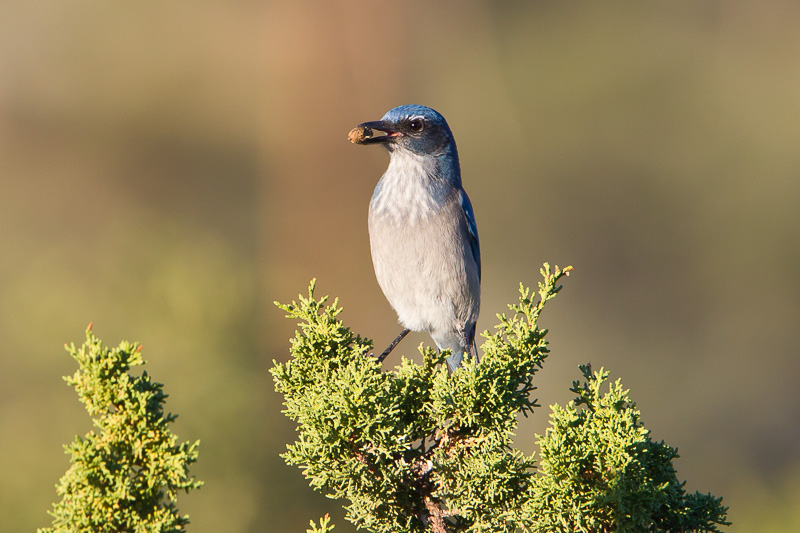Western Scrub-Jay (Aphelocoma californica)